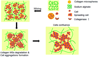 Establishing a cell-affinitive interface and spreading space in a 3D ...
