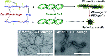 Shape transformation following reduction-sensitive PEG cleavage of ...