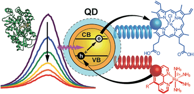 Quantum dots as platforms for charge transfer-based biosensing ...