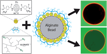 Covalent layer-by-layer assembly of hyperbranched polymers on alginate ...