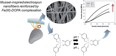 Mussel-inspired adhesive protein-based electrospun nanofibers ...