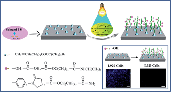 A facile approach to modify poly(dimethylsiloxane) surfaces via visible ...