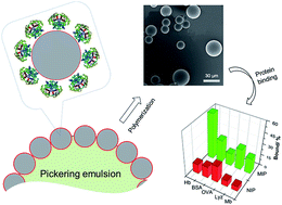 Preparation of protein imprinted polymer beads by Pickering emulsion ...