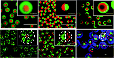 Designing compartmentalized hydrogel microparticles for cell ...