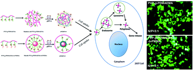 Polycations with excellent gene transfection ability based on PVP-g ...