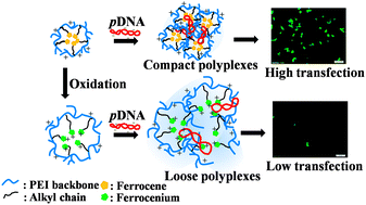 Co-liposomes of redox-active alkyl-ferrocene modified low MW branched ...