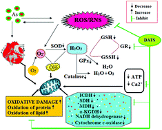 Cardiac mitochondrial oxidative stress and dysfunction induced by ...