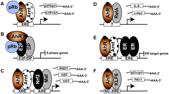 Ah receptor pathway intricacies; signaling through diverse protein ...
