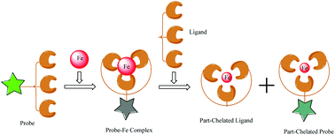pFe3+ determination of multidentate ligands by a fluorescence assay ...