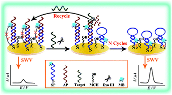 Target-induced reconfiguration of DNA probes for recycling ...