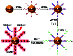 Formation of copper nanoparticles on poly(thymine) through surface ...