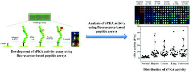 A peptide array-based serological protein kinase A activity assay and ...