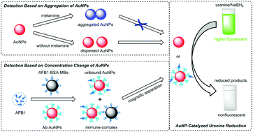 Gold nanoparticle-catalyzed uranine reduction for signal amplification ...