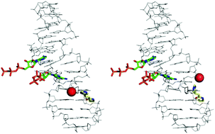 Analysis of ATP and AMP binding to a DNA aptamer and its imidazole ...