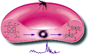 The ring-stage of Plasmodium falciparum observed in RBCs of ...