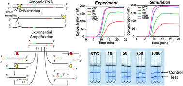Isothermal strand displacement amplification (iSDA): a rapid and sensitive method of nucleic ...