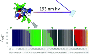 Charge site assignment in native proteins by ultraviolet ...