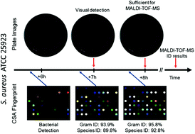 Bacterial culture detection and identification in blood agar plates ...