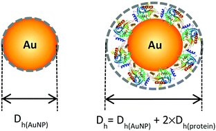 A simple and fast method to study the hydrodynamic size difference of ...