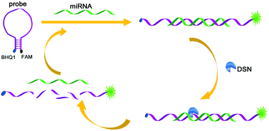 A simple molecular beacon with duplex-specific nuclease amplification ...