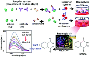 Combining complement fixation and luminol chemiluminescence for ...