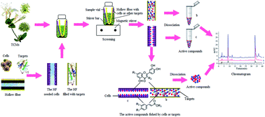 Screening of bioactive compounds and research of possible targets based ...