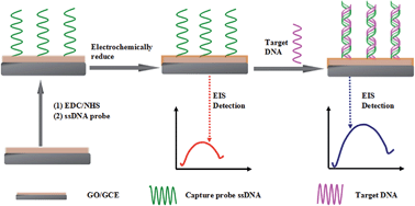 A sensitive impedimetric DNA biosensor for the determination of the HIV ...