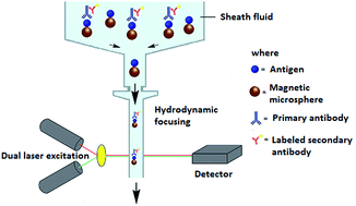 A simple, highly sensitive, high throughput and organic solvent-free ...