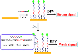 Tailor-made peptide sensor for detection of matrix metalloproteinase 2 ...
