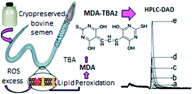 Development of an analytical method to determine malondialdehyde as an ...