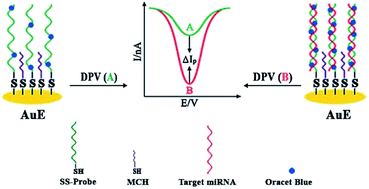 Application of Oracet Blue in a novel and sensitive electrochemical ...