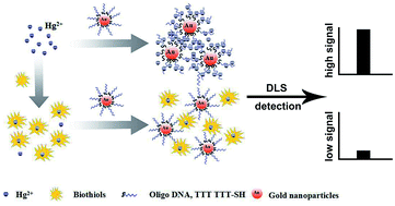 A simple and dual functional dynamic light scattering (DLS) probe for ...
