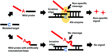 Specificity improvement of Invader assay by introducing an artificially ...