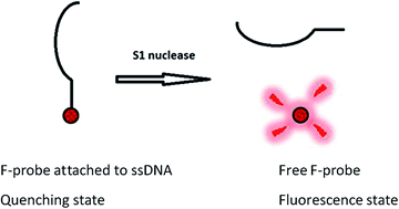 Detection of nuclease activity using a simple fluorescence based ...