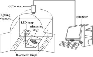 A data fusion detection method for fish freshness based on computer ...