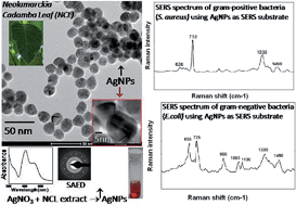 SERS study of bacteria using biosynthesized silver nanoparticles as the ...
