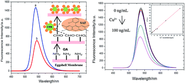 Copper ion-selective fluorescent sensor using salicyl fluorone ...
