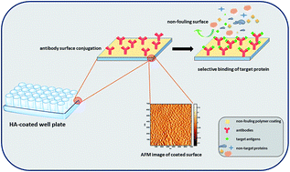 Non-fouling hyaluronic acid coatings for improved sandwich ELISA ...