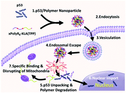 Co-delivery of proapoptotic peptide and p53 DNA by reduction-sensitive ...