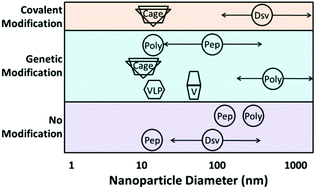 Protein nanoparticles for therapeutic protein delivery - Biomaterials ...