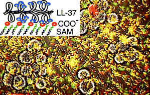 Antimicrobial peptide LL-37 on surfaces presenting carboxylate anions ...