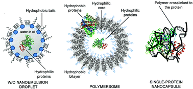 Nanostructures for protein drug delivery - Biomaterials Science (RSC ...