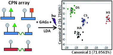Differential interactions of conjugated polymer nanoparticles with ...