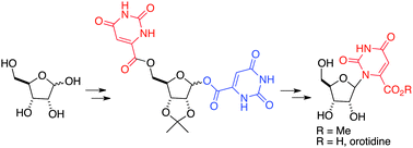 Synthesis of orotidine by intramolecular nucleosidation - Chemical ...