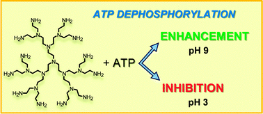 ATP dephosphorylation can be either enhanced or inhibited by pH ...