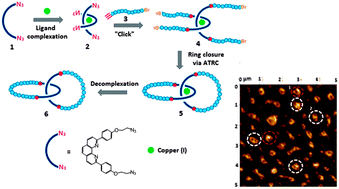 Polymeric catenanes synthesized via “click” chemistry and atom transfer ...