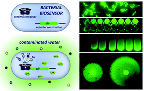 A sensitive whole-cell biosensor for the simultaneous detection of a ...