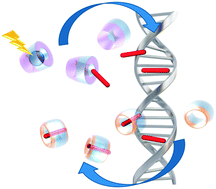 DNA–ligand interactions gained and lost: light-induced ligand ...