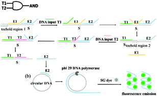 A DNA logic gate based on strand displacement reaction and rolling circle amplification ...