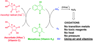 Oxidation with air by ascorbate-driven quinone redox cycling - Chemical ...